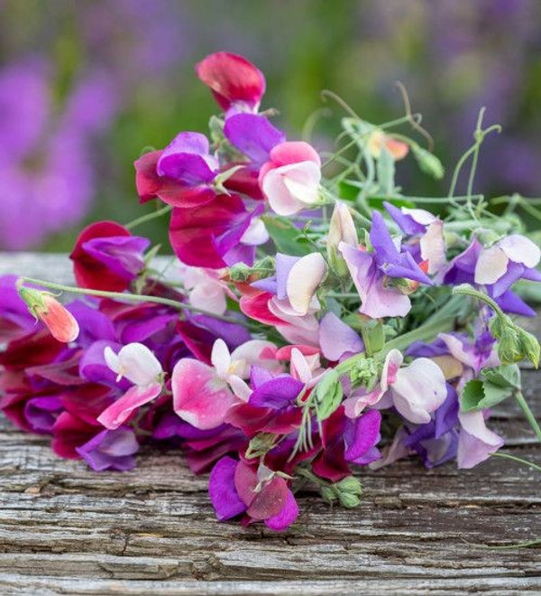 BUNGA TELANG DAPAT BERUBAH WARNA?