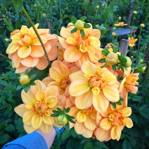 Ginger Snap | Urban Farm Girl & Co
