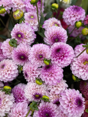 Genova | Urban Farm Girl & Co