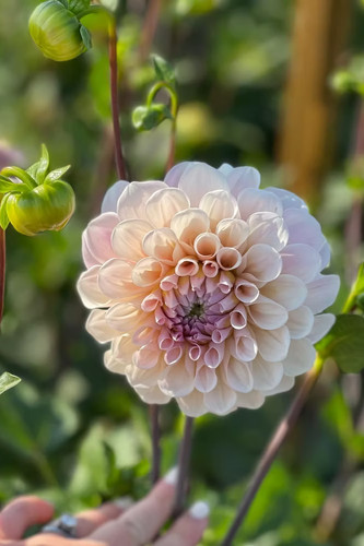 Sweet Natalie - Bulk Dahlia Tuber Pack | Urban Farm Girl & Co