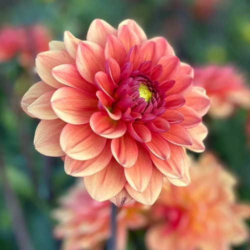 Orange Girl | Urban Farm Girl & Co