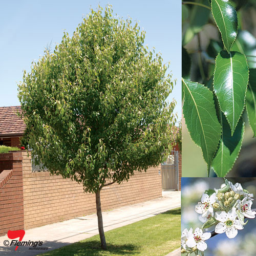 Pyrus betulifolia - Southworth Dancer | gsnursery