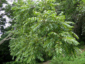 Toona ciliata - Australian Red Cedar | gsnursery