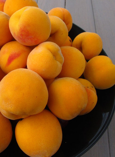 Prunus persica - 'Golden Queen' Peach | gsnursery