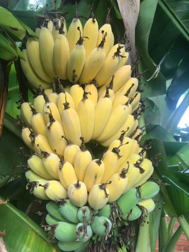 Musa sp - Banana 'Dwarf Cavendish' | gsnursery