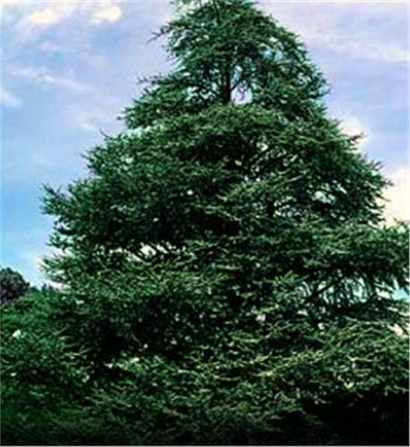 Cedrus atlantica - Atlas Cedar | gsnursery