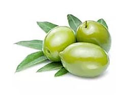 Olea europaea - Verdale | gsnursery