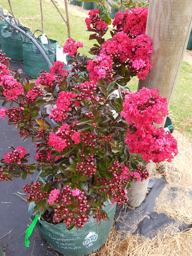 Lagerstroemia indica - Red Magic | gsnursery