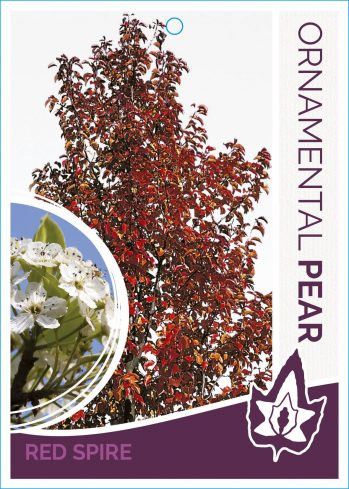 Pyrus calleryana - Red Spire | gsnursery