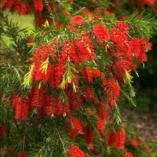 Callistemon viminalis - 'Dawson River Weeper' | gsnursery