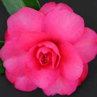 Camellia sasanqua 'Chansonette' | gsnursery