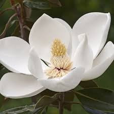 Magnolia grandiflora - Greenback | gsnursery