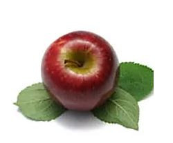 Malus domestica - 'Sundowner' Apple | gsnursery