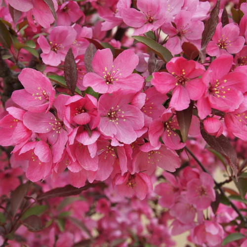 Malus shotizam - Showtime | gsnursery