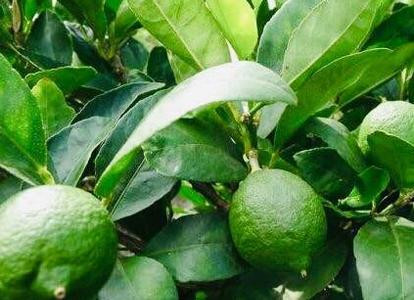 Citrus aurantiifolia - Dwarf Tahitian Lime | gsnursery