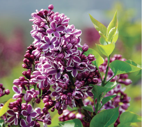Syringa vulgaris - Sensation | gsnursery