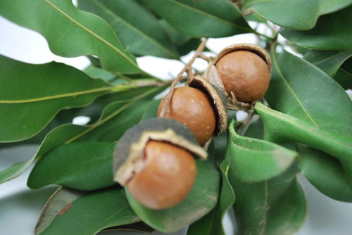 Macadamia tetraphylla - Macadamia | gsnursery