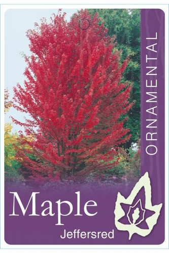 Acer freemanii - Red Maple 'Jeffers Red' | gsnursery