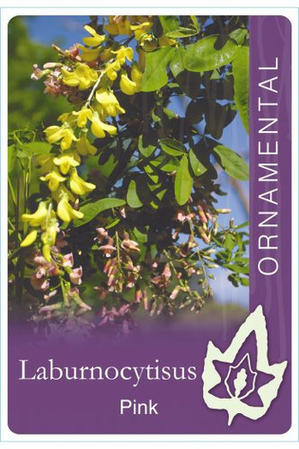 Laburnocytisus adamii - Pink laburnum | gsnursery