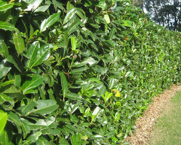 Great Southern Nursery | Evergreen Trees