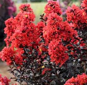 Lagerstroemia indica - Sunset Magic | gsnursery