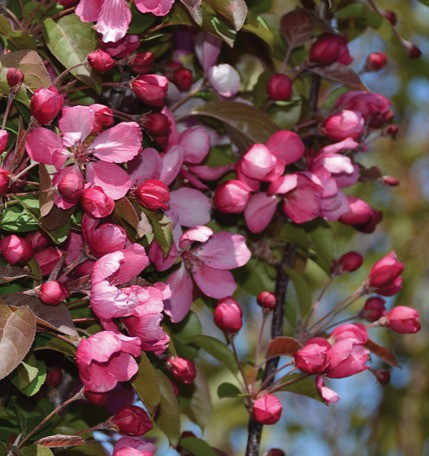 Malus rejzam - Rejoice | gsnursery