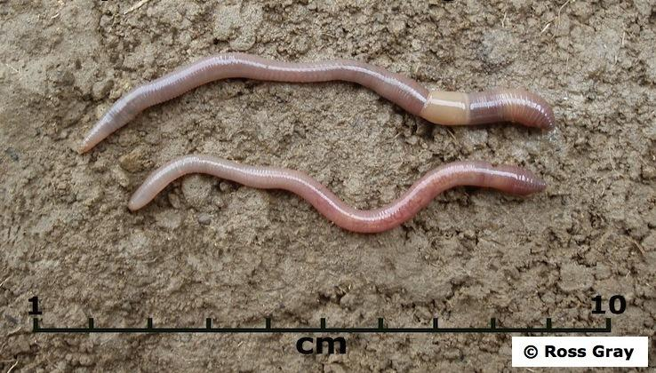 Axolotl Nutrition: All About Worms