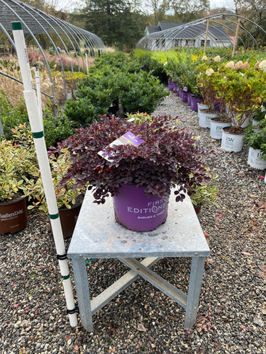 Loropetalum Crimson Fire 3gallon | THE Nursery