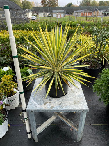 Yucca filamentosa 'Color Guard' 3gallon | THE Nursery