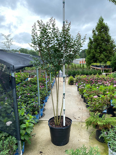Lagerstroemia 'Autaugaville' Purple Crape Myrtle | THE Nursery
