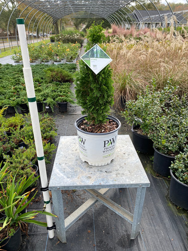 Thuja Sting Arborvitae 3gallon | THE Nursery