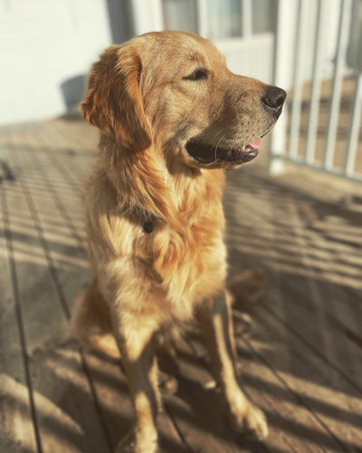 Adopt A Trained Golden Retriever Calgary | Hearts Of Gold YYC