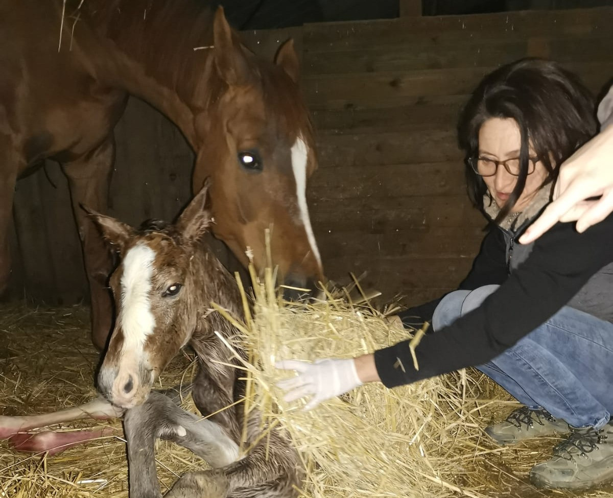Formation élevage équin