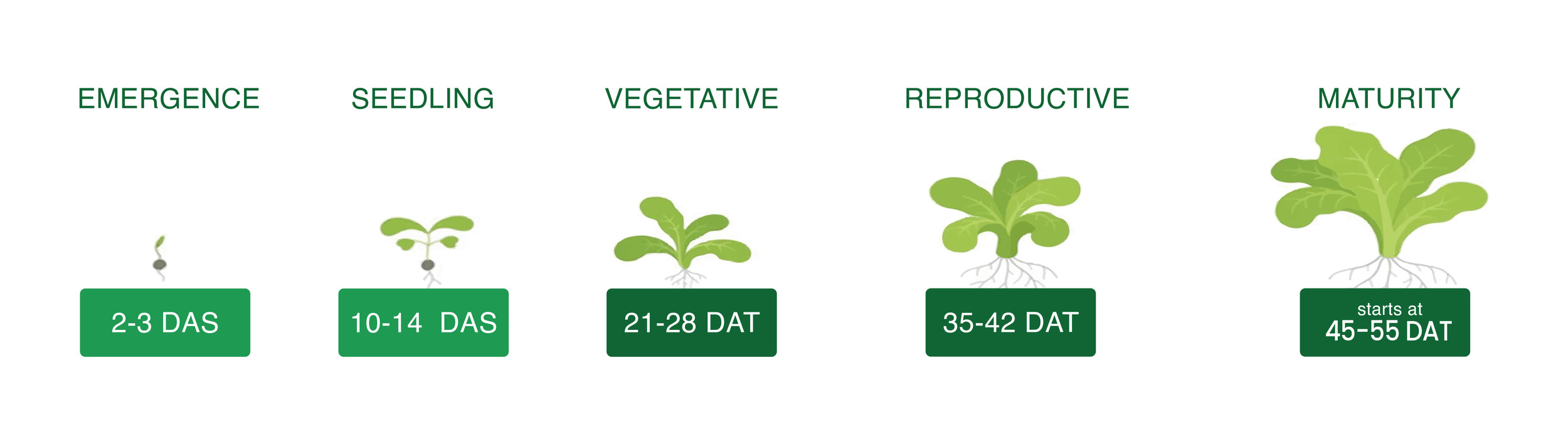 Lettuce Leafy Lollo Rossa | Ramgo International Corporation