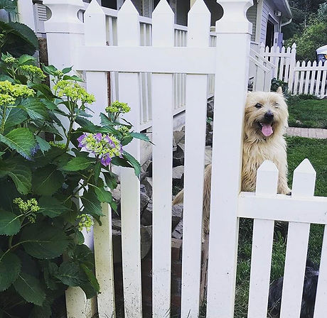 About | Northwest Cairn Terriers
