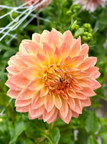 Hamilton Lillian | Backyard Dahlia Company