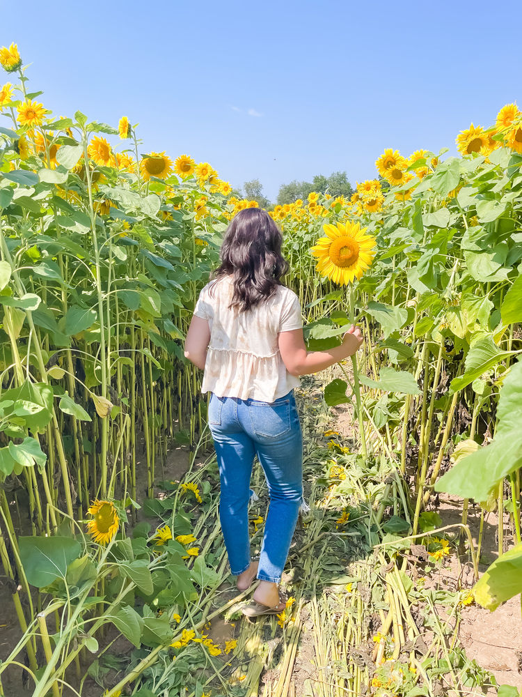 Our Annual Trip to the Sunflower Field