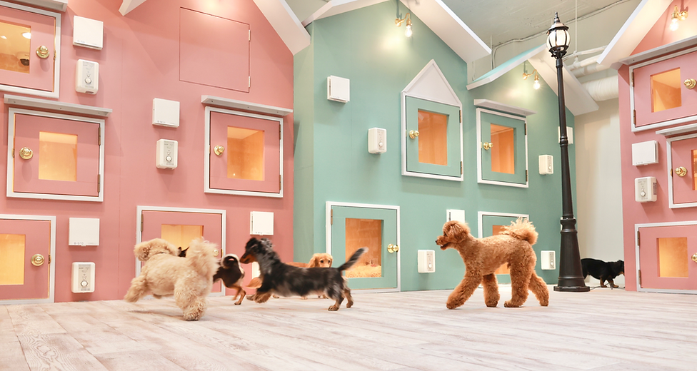 麻布十番ペットホテル DOG ONE PLUS