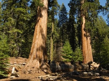 What THE SEQUOIA Have Seen