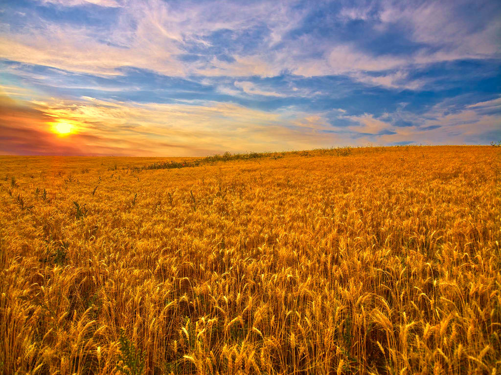 Organic Snack Food | Big Sandy Organics | Kracklin' Kamut