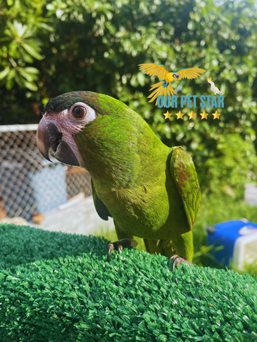 baby hahn macaw | PETVous