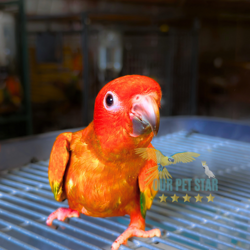 Red factor sun conures | PETVous