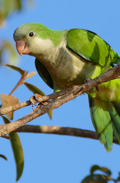 QUAKER PARROT | PETVous