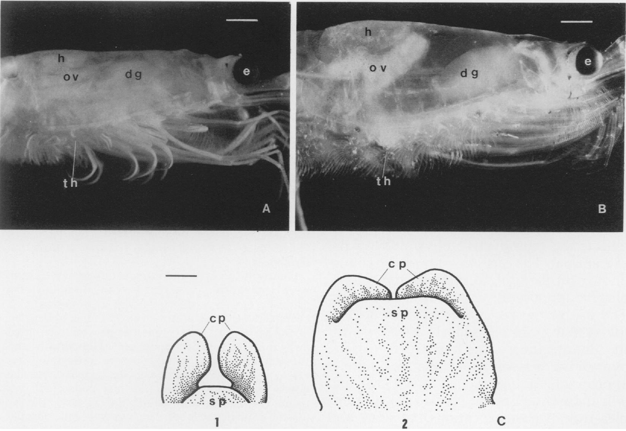 The Road to Adulthood: Maturation of Juvenile Krill