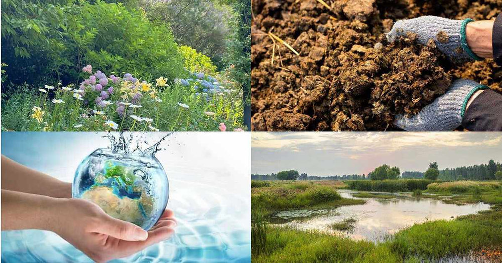 The Beauty of Native Plants: Landscaping for Biodiversity and ...