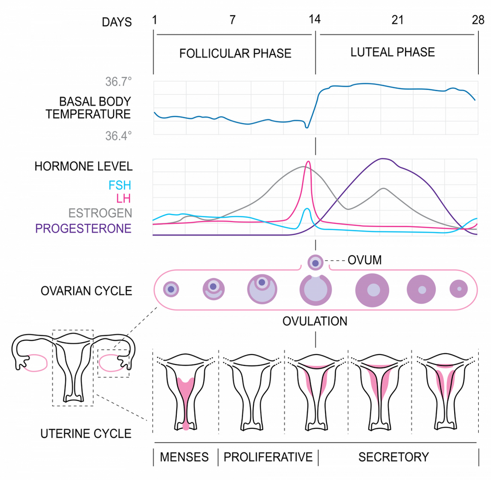 What You Need To Know About Estrogen & Progesterone | Naturopath Victoria