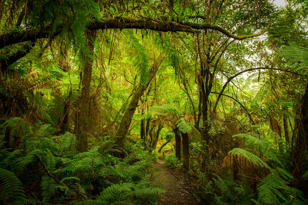 Why winter is the perfect time to explore our rainforests