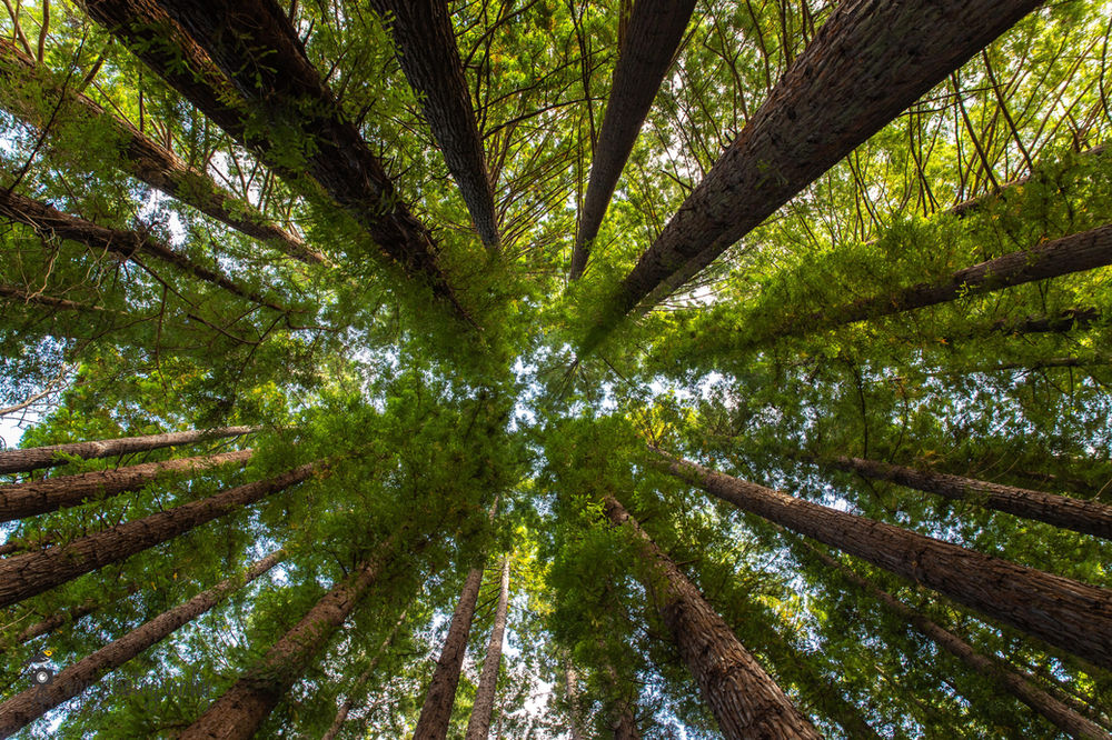 Forest Therapy — What is it and what are its benefits?