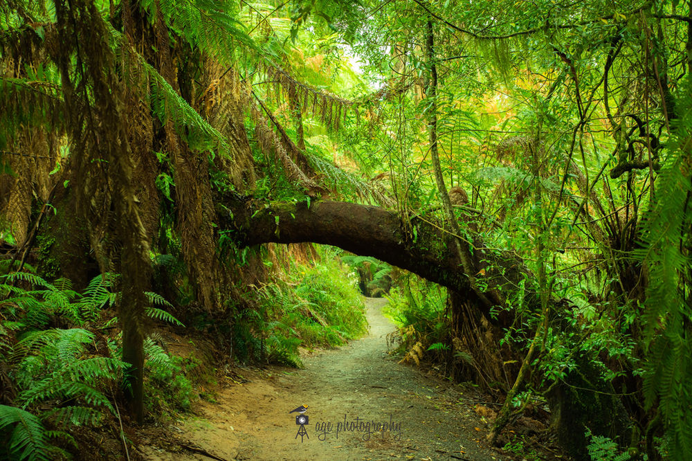 Why winter is the perfect time to explore our rainforests