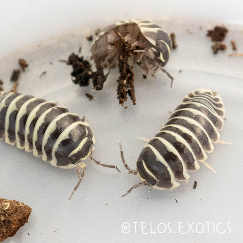 Zebra Isopods | Telos Exotics